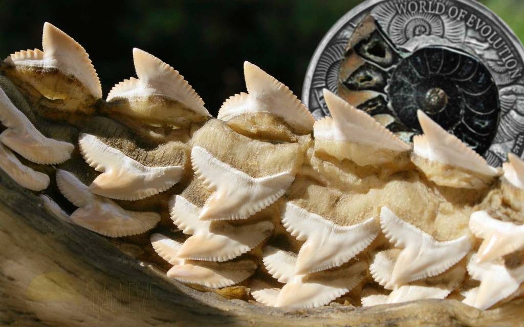 2016 World of Evolution Selachii - AgAuNEWS